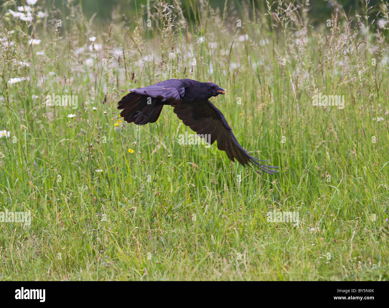 Carrion crow flying corvus hi-res stock photography and images - Alamy