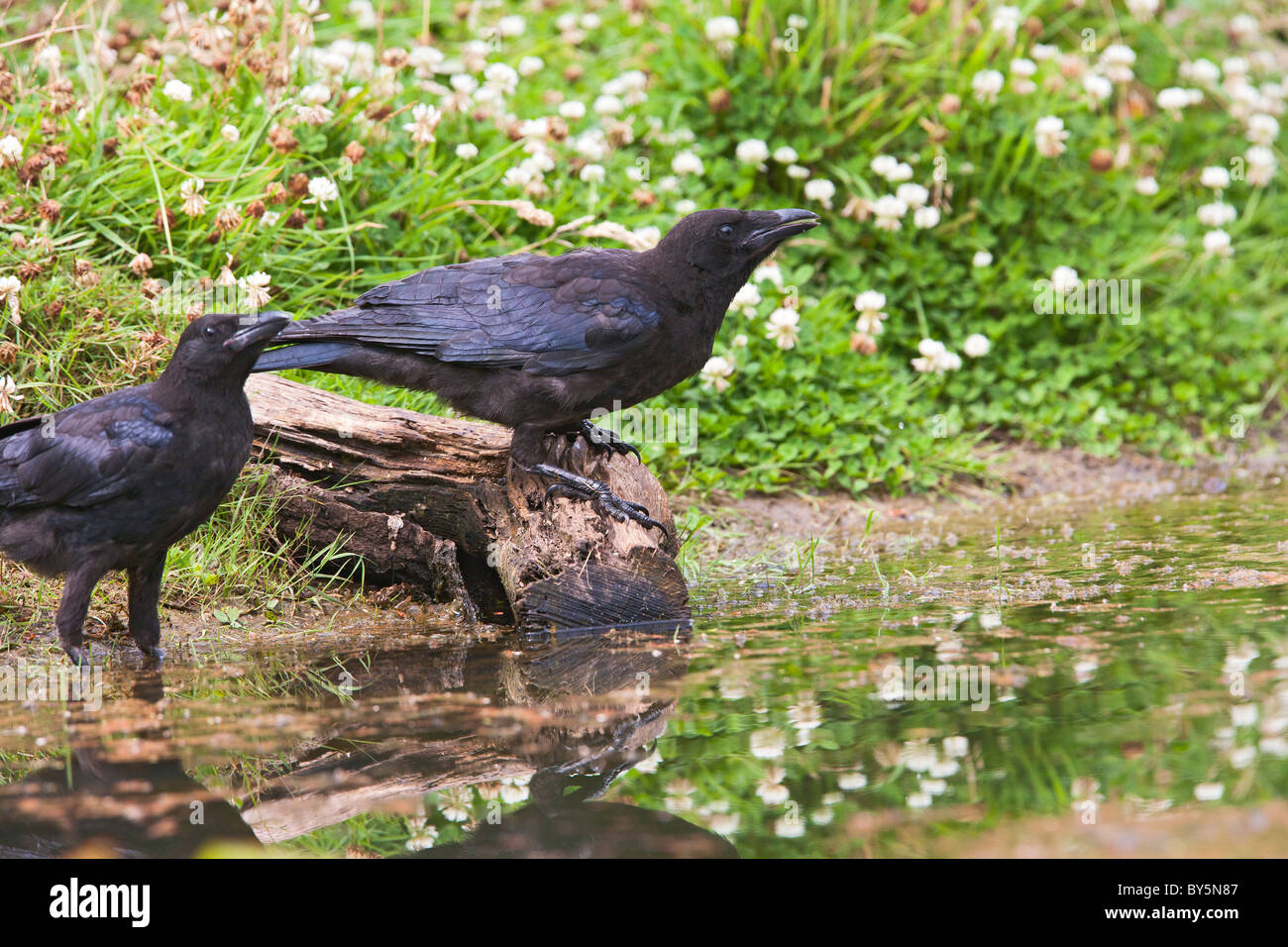 CARRION CROW CORVUS CORONE Stock Photo - Alamy