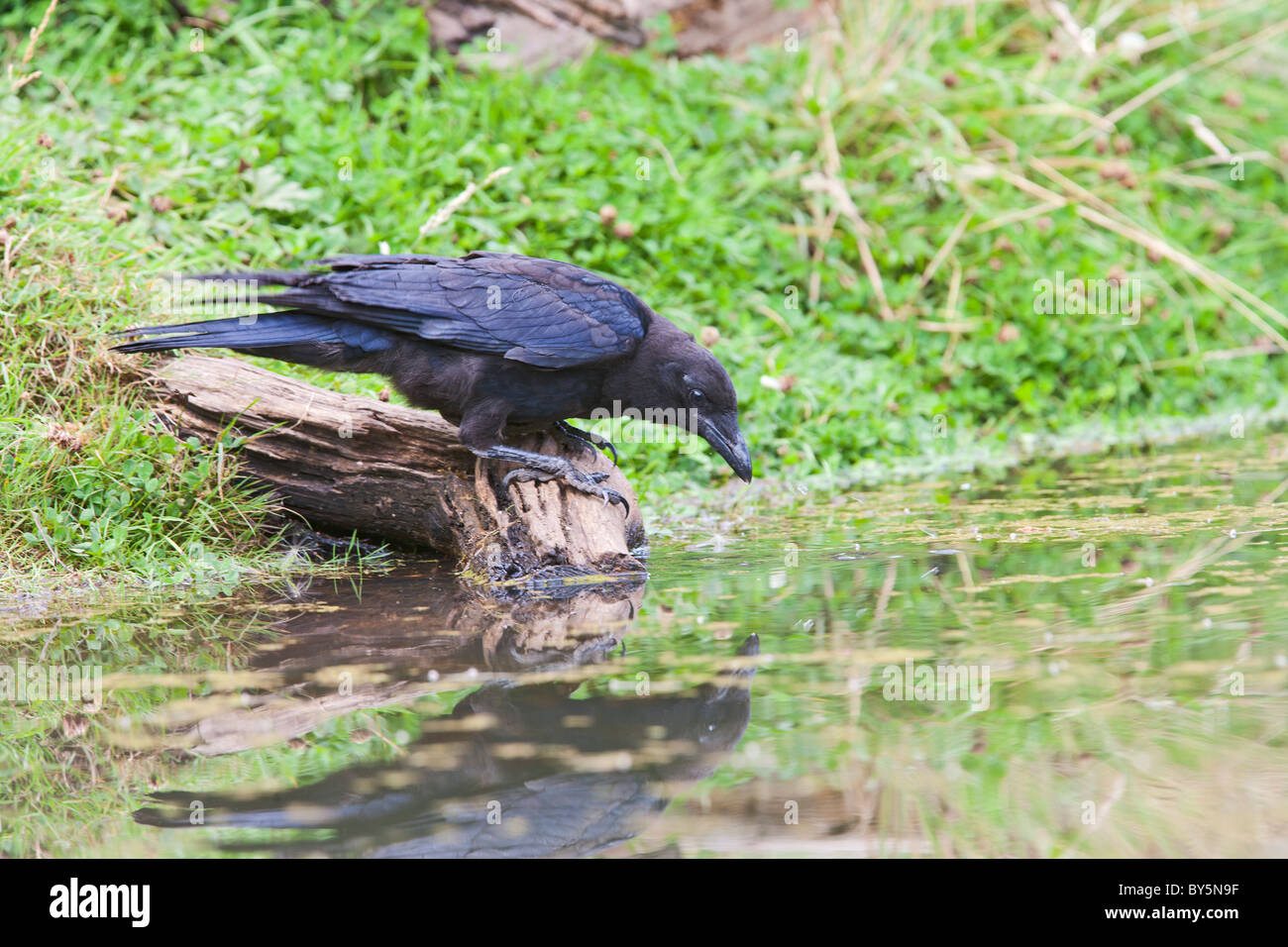 CARRION CROW CORVUS CORONE Stock Photo - Alamy