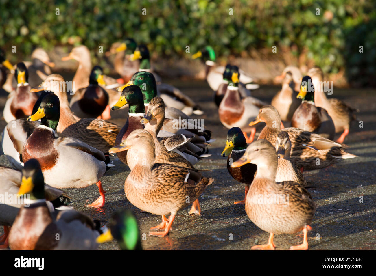Raby mere hi-res stock photography and images - Alamy