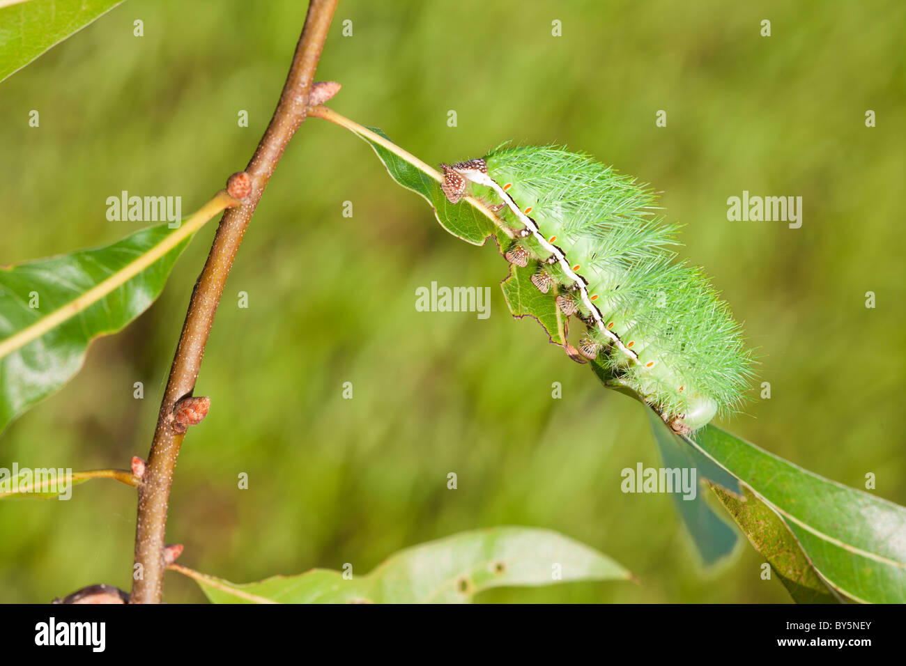 Automeris bilinea hi-res stock photography and images - Alamy