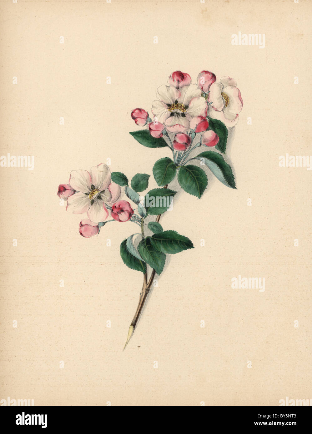 Apple blossom, Pyrus malus domestica Stock Photo - Alamy