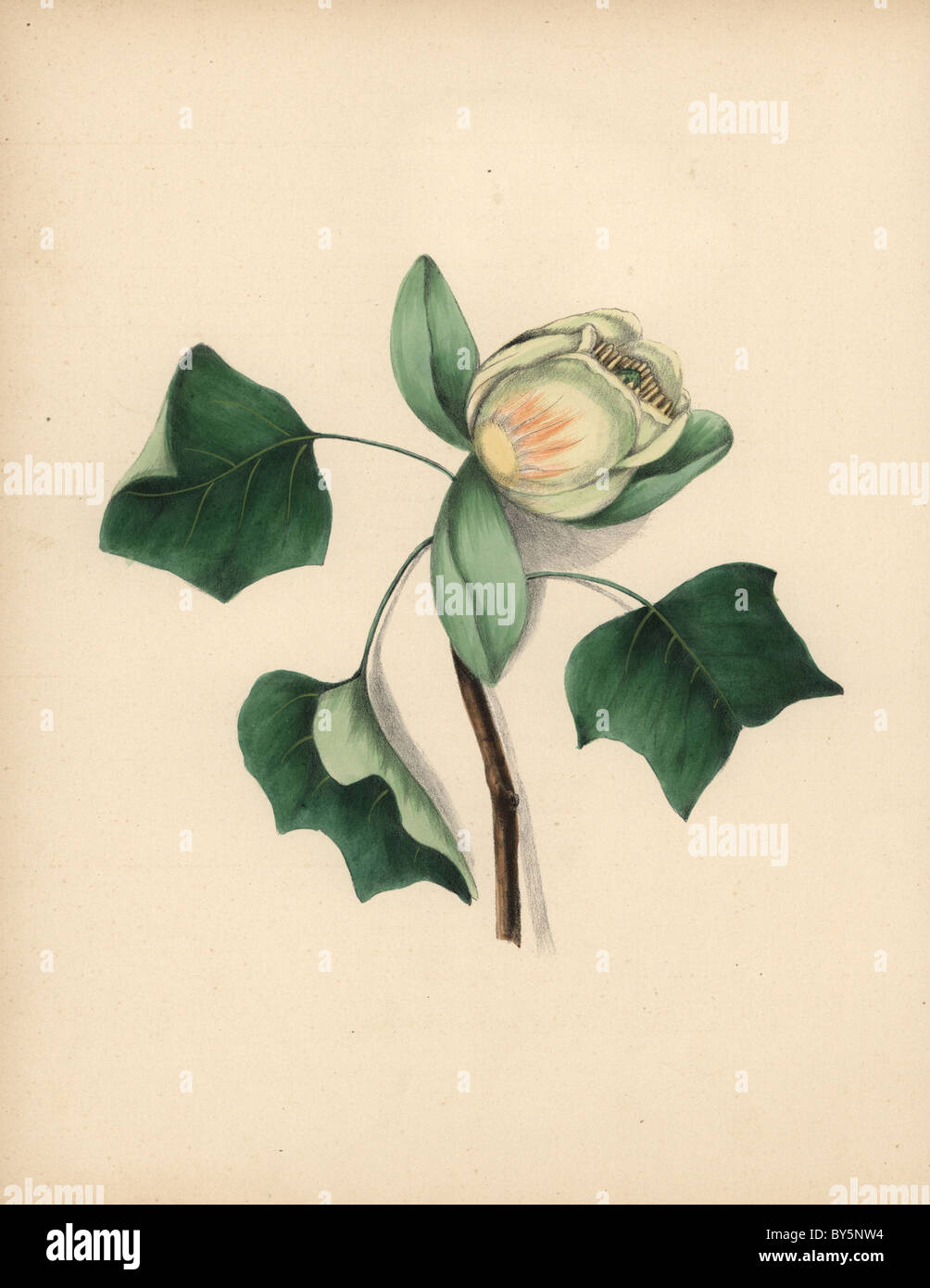 Tulip tree blossom, Liriodendron tulipifera Stock Photo - Alamy