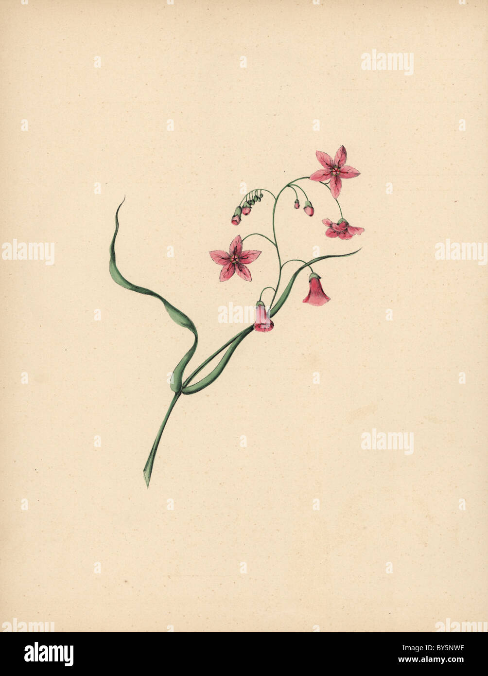 Trailing Arbutus Drawing