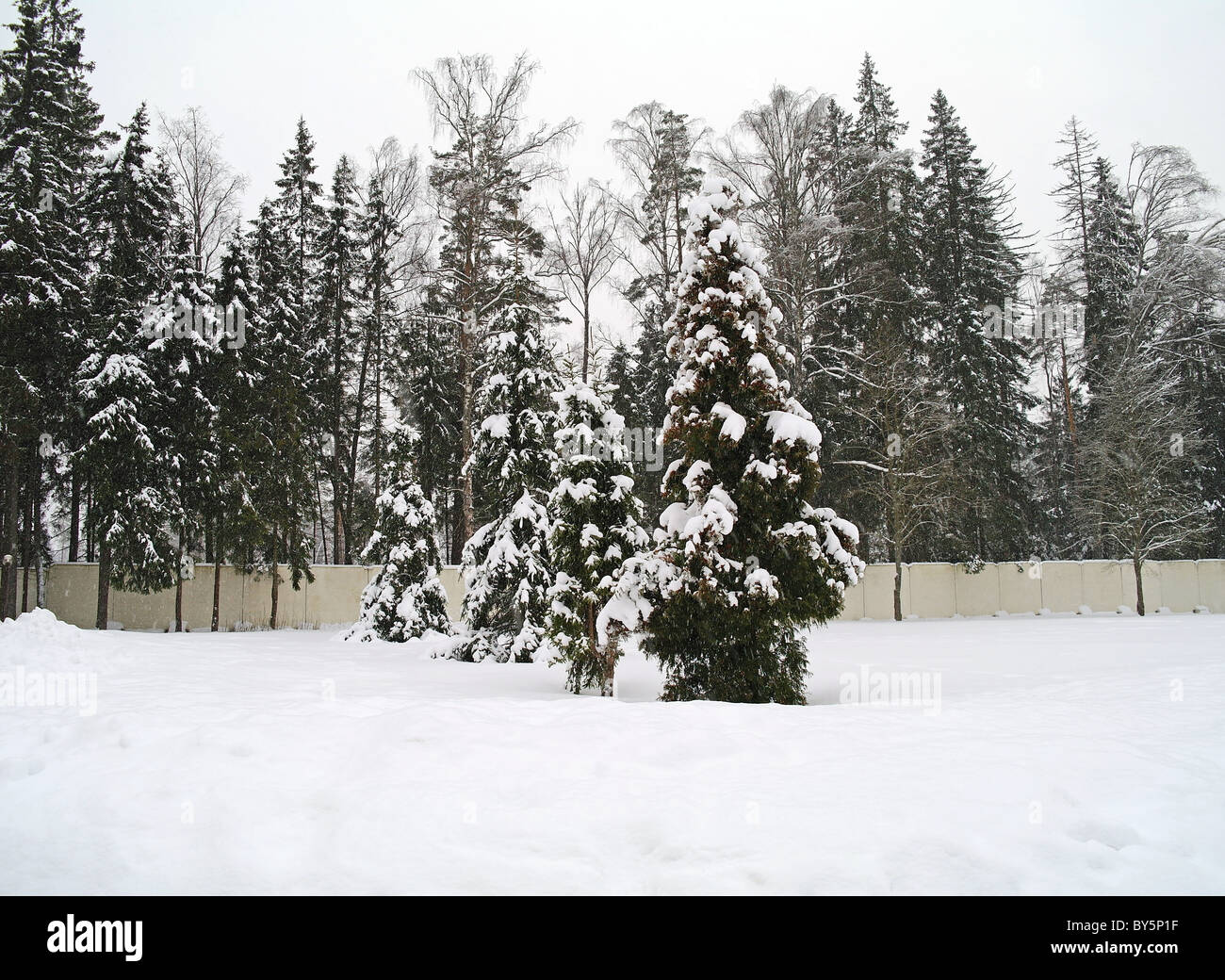 Fir-trees in snow in the winter in a snowfall, Moscow Region, Russia ...