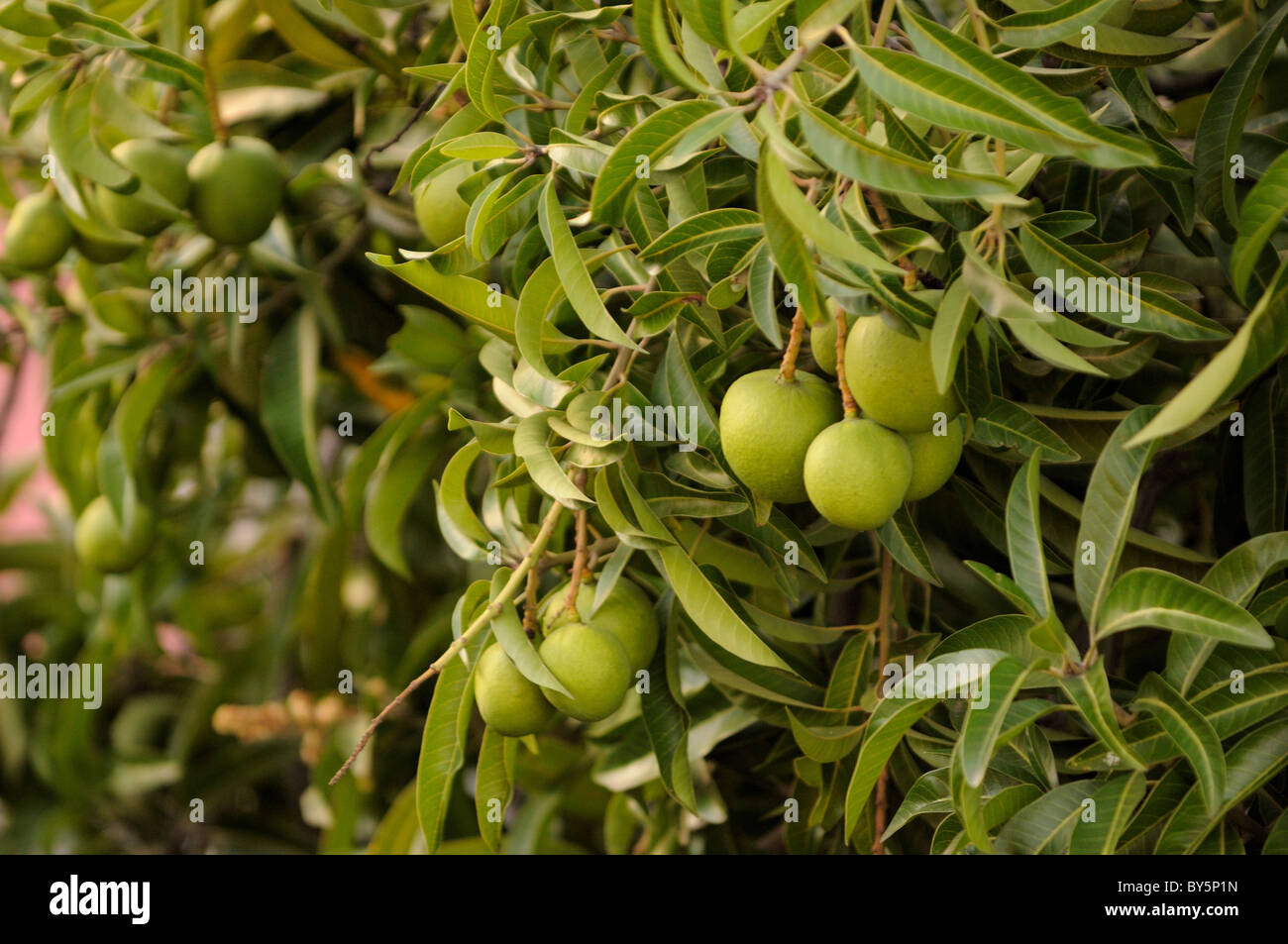 Fresh mangoes growing on trees naturally in India Stock Photo - Alamy