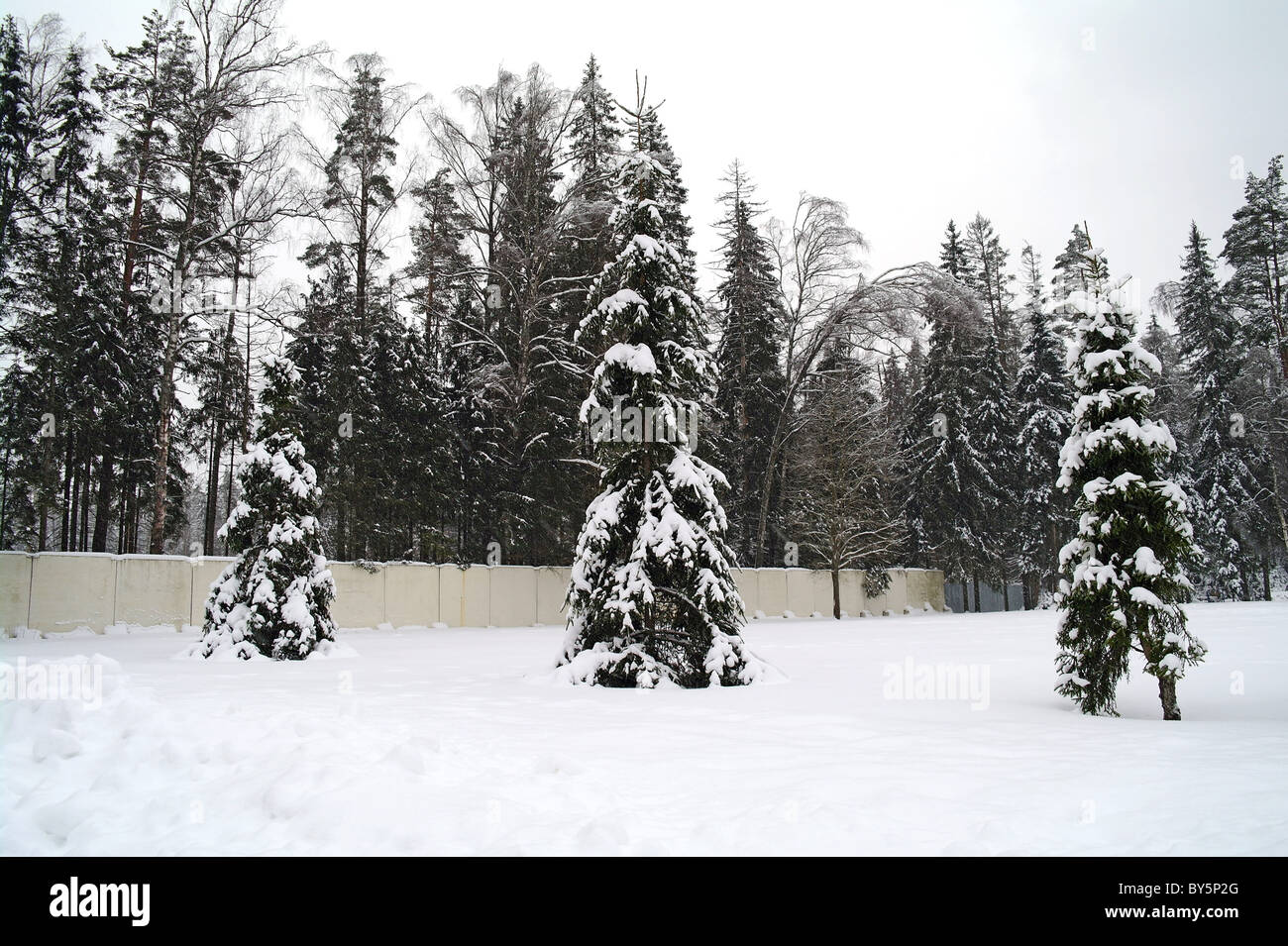 Fir-trees in snow in the winter in a snowfall, Moscow Region, Russia ...
