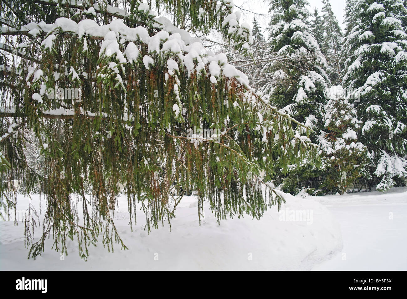 Fir-tree branch in wood in the winter in a snowfall, Moscow Region ...