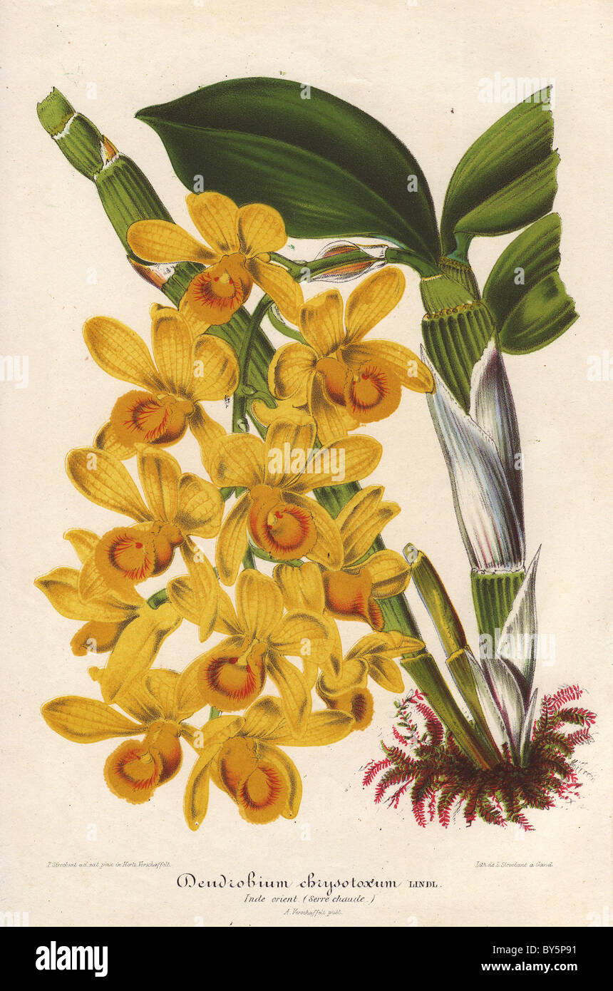 Yellow dendrobium orchid Dendrobium chrysotoxum Lindl. Found in ...