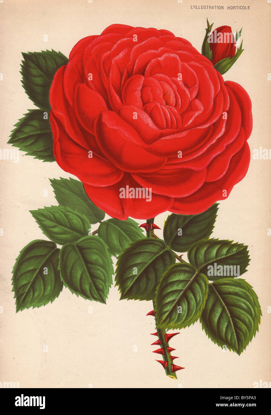 Gillemot High Resolution Stock Photography and Images - Alamy