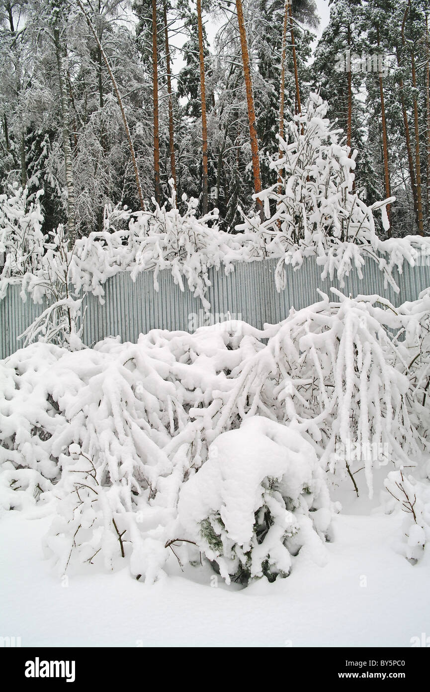 Crone trees in forest hi-res stock photography and images - Alamy