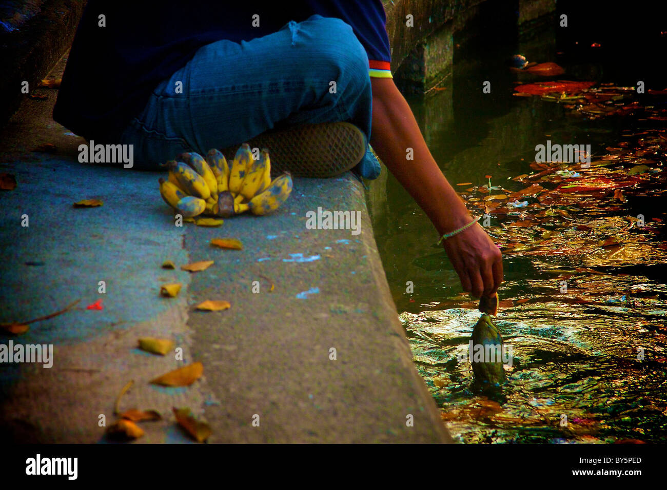 feeding a turtle Stock Photo - Alamy