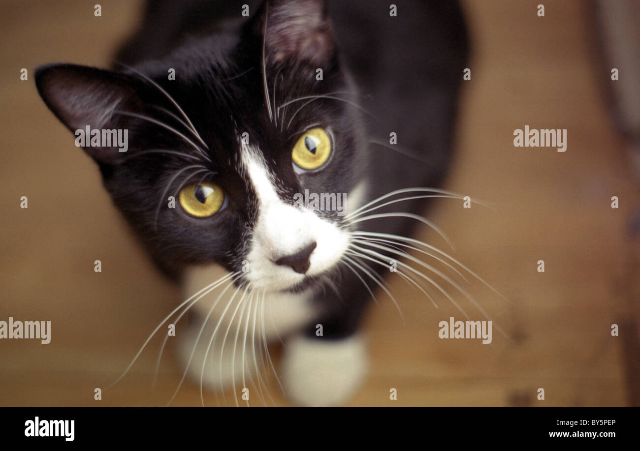 Tuxedo feline hi-res stock photography and images - Alamy