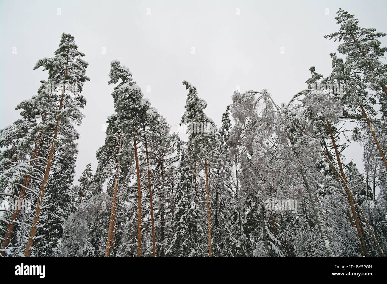 Fir forest in the winter in a snowfall, Moscow Region, Russia Stock ...