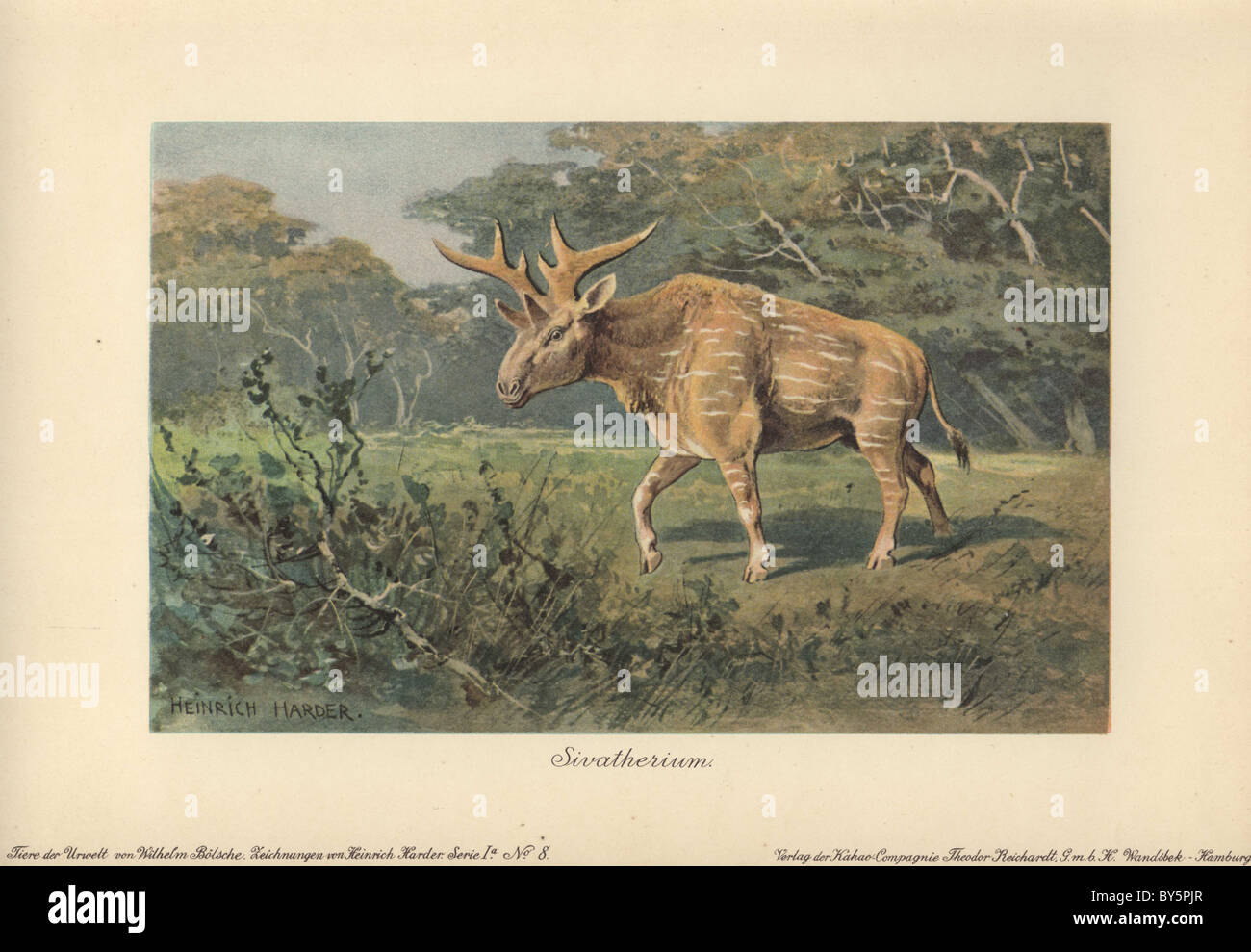 Sivatherium ('Shiva's beast') is an extinct genus of giraffid Stock ...