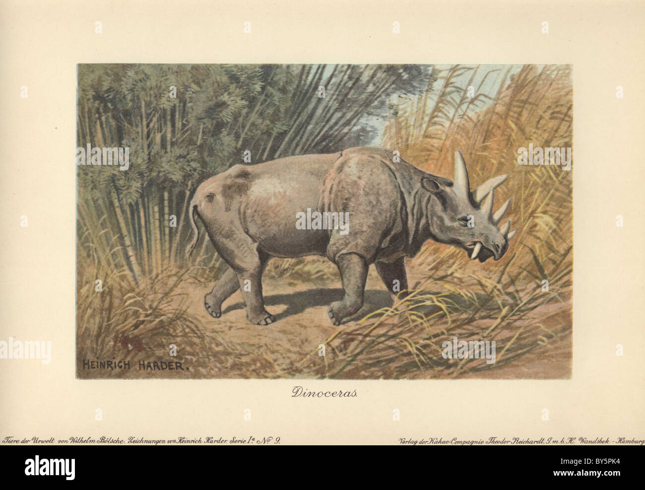 Dinocerata ("terrible horned") are extinct herbivorous, rhinoceros-like ...