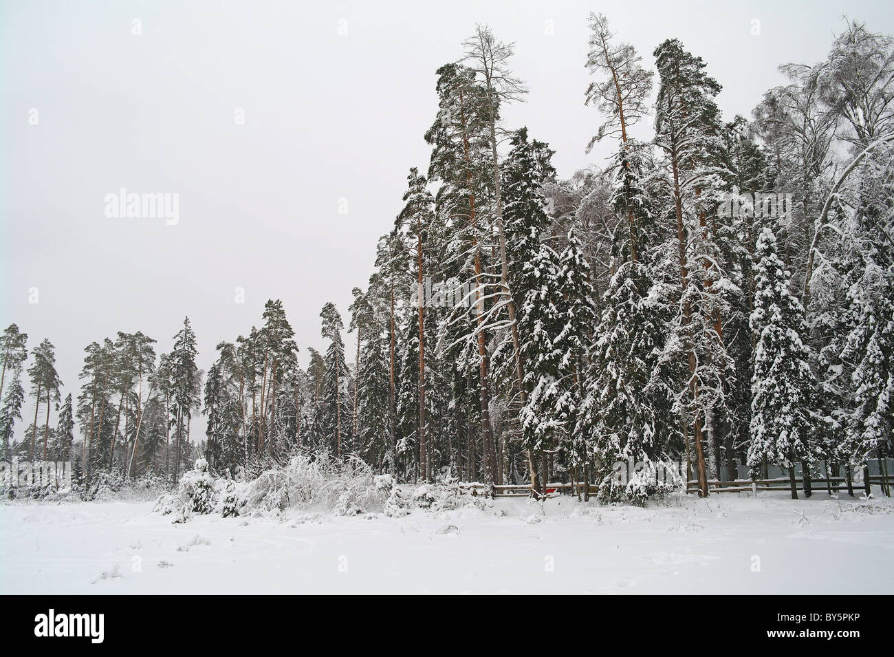 Fir forest in the winter in a snowfall, Moscow Region, Russia Stock ...