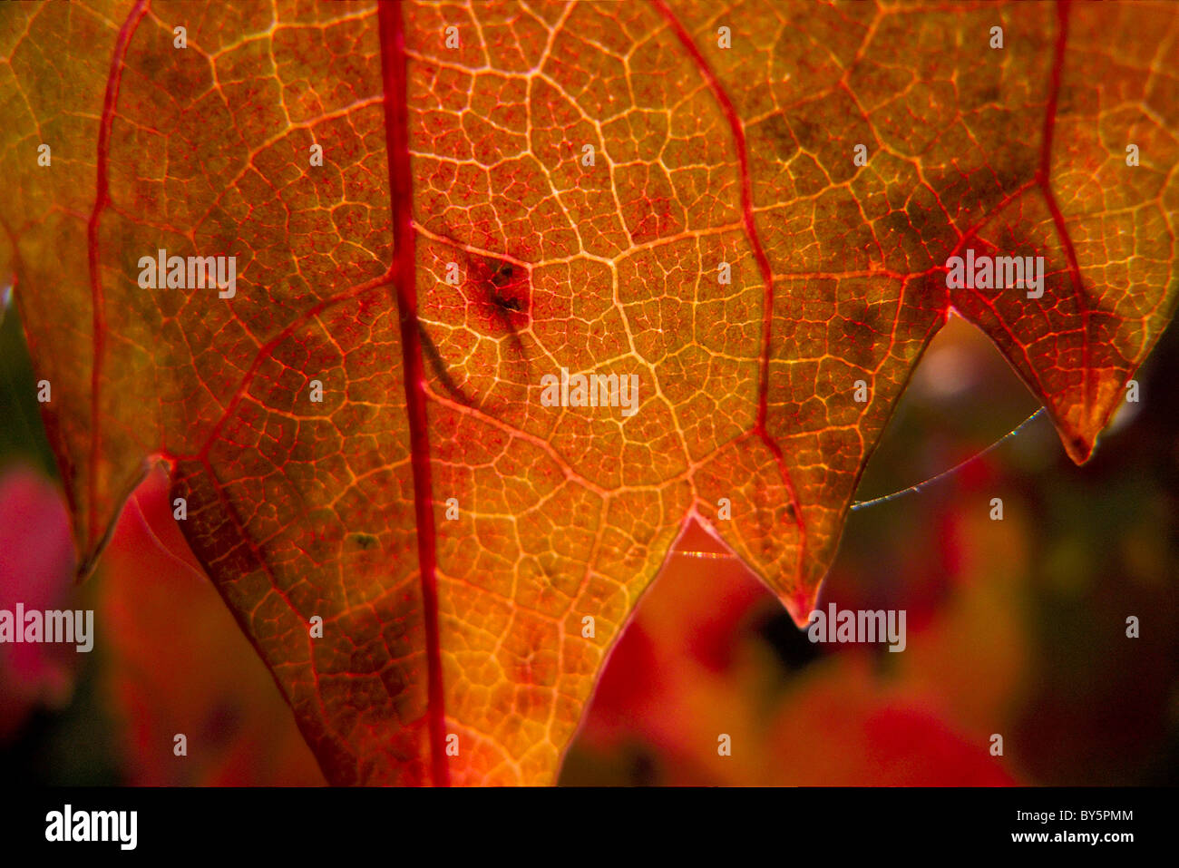 Detail of vine leaf Stock Photo - Alamy