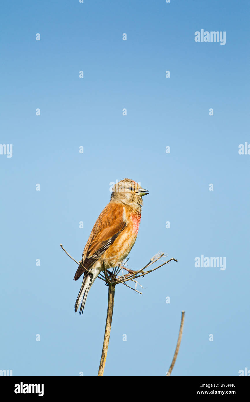 Linnet singing hi-res stock photography and images - Alamy