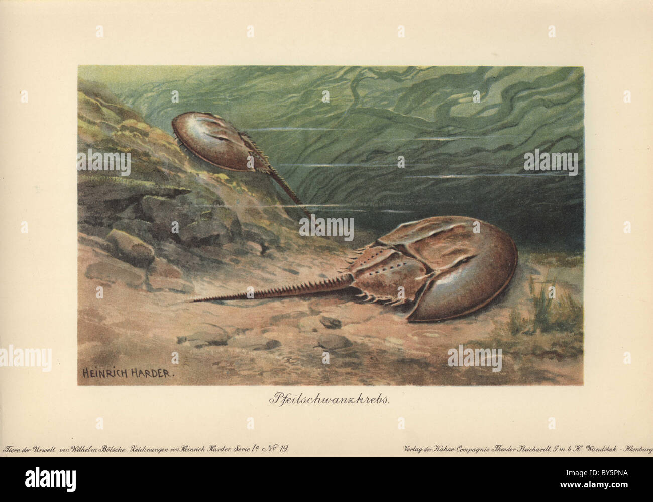 The Atlantic horseshoe crab (Limulus polyphemus) is a marine ...