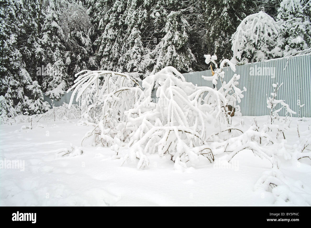 Crone trees in forest hi-res stock photography and images - Alamy