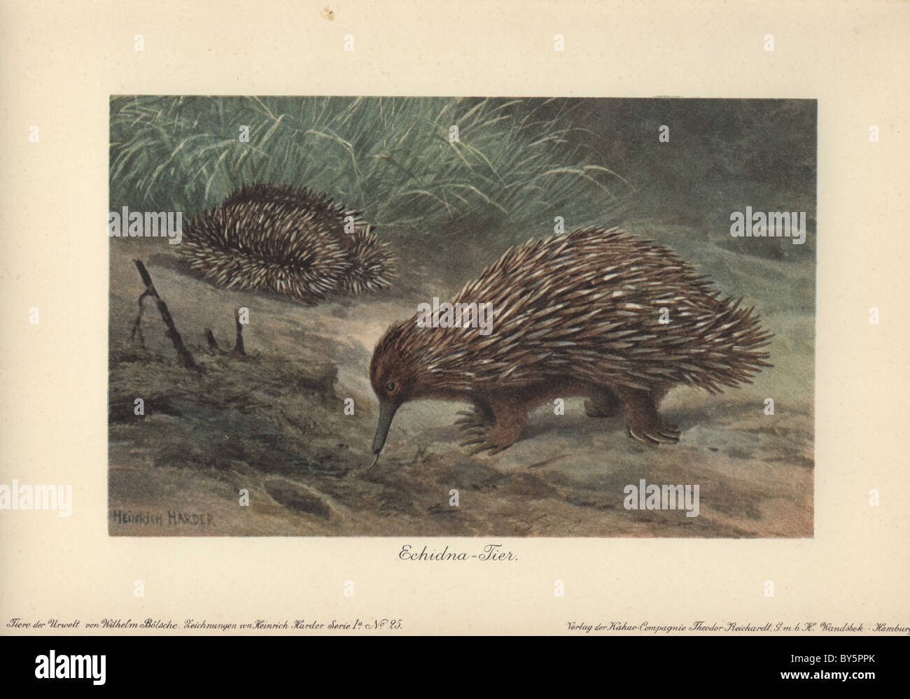 Short-beaked Echidna (Tachyglossus aculeatus Stock Photo - Alamy