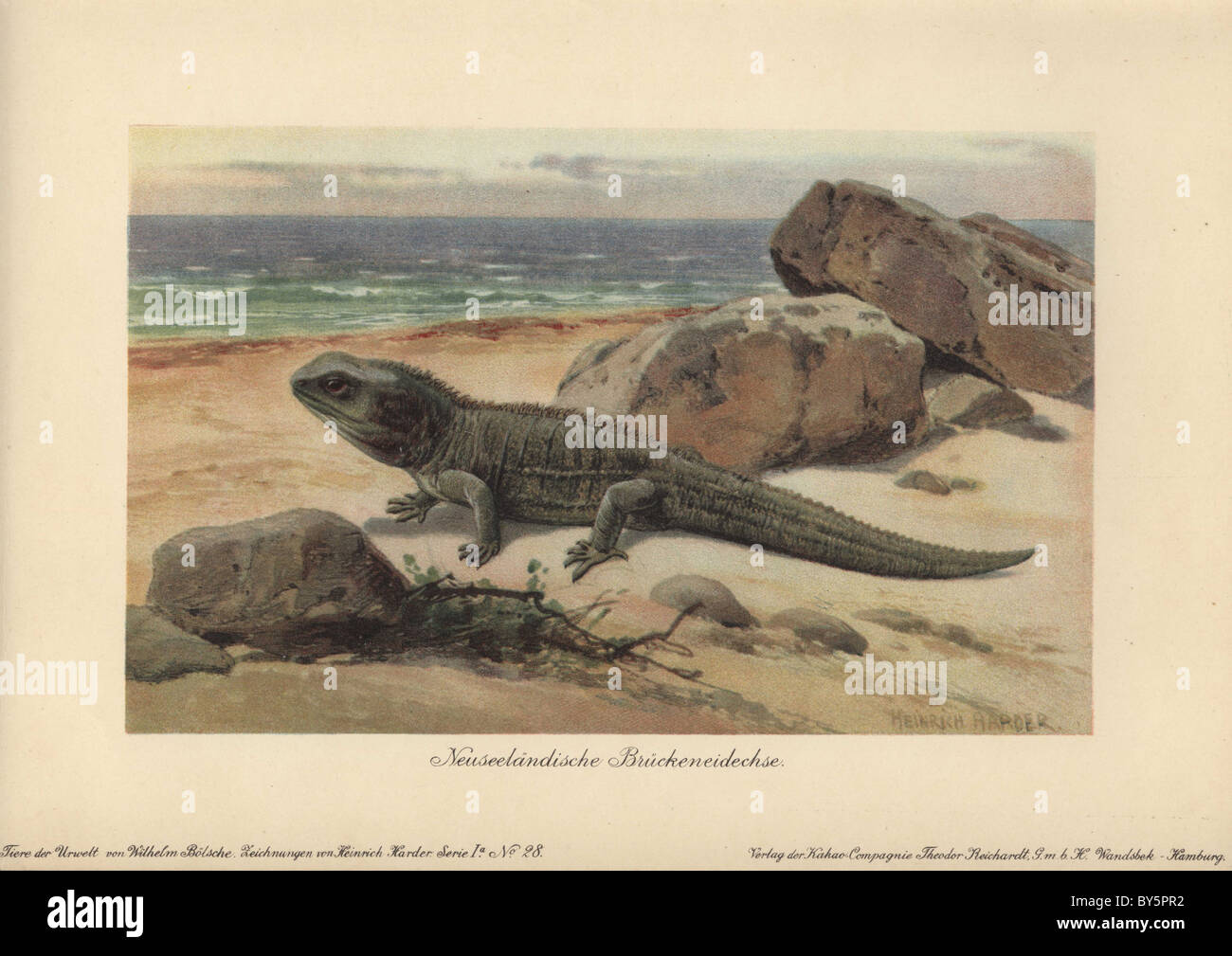 Hatteria or tuatara, a "living-fossil" reptile native to New Zealand ...