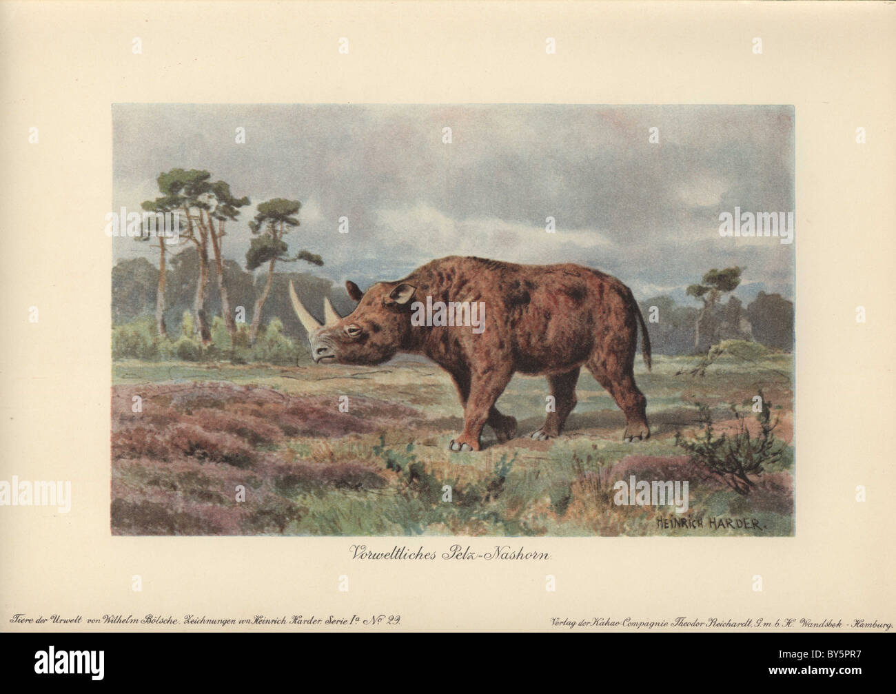 The woolly rhinoceros (Coelodonta antiquitatis), an extinct species ...