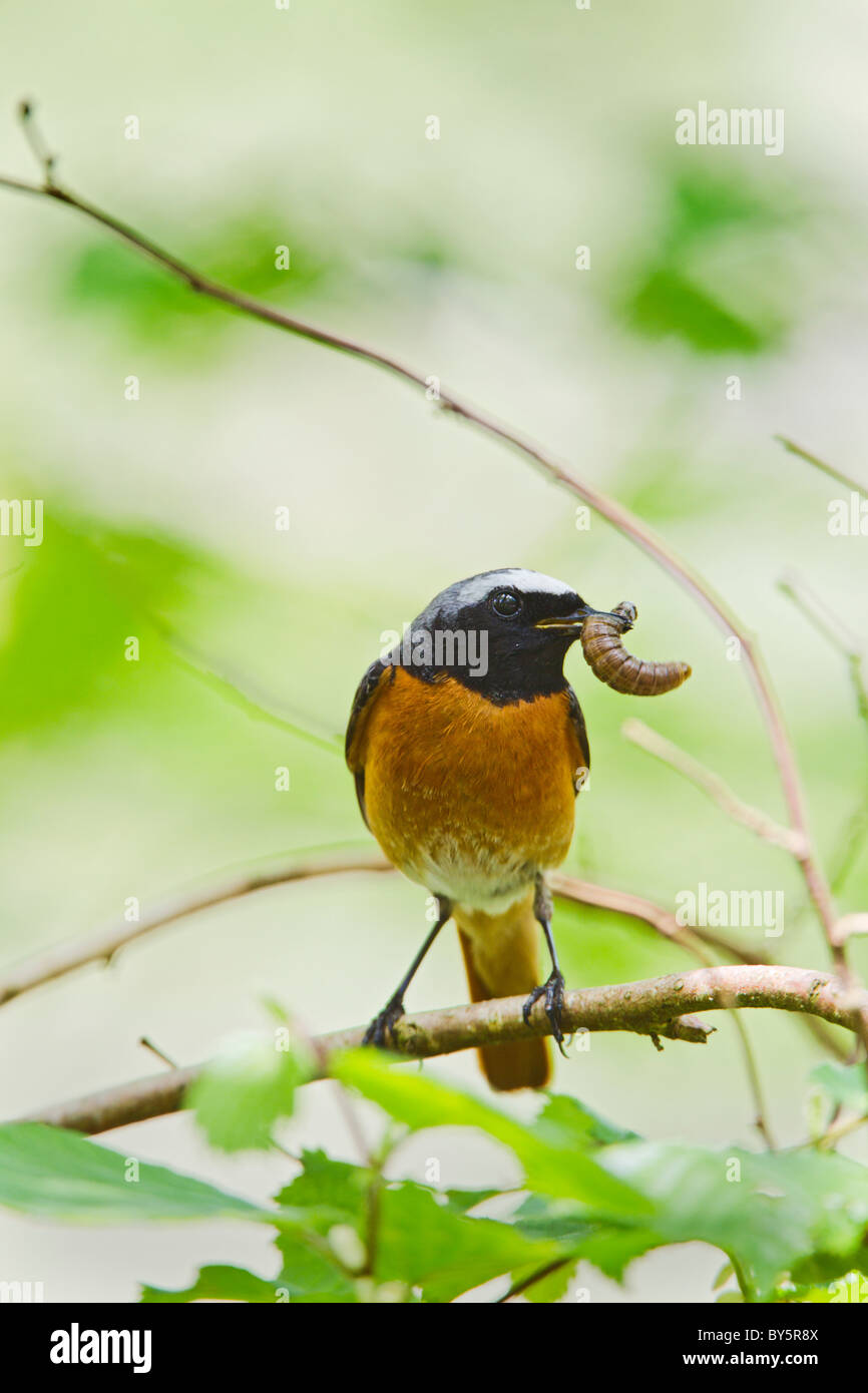 Male redstart nest hi-res stock photography and images - Alamy