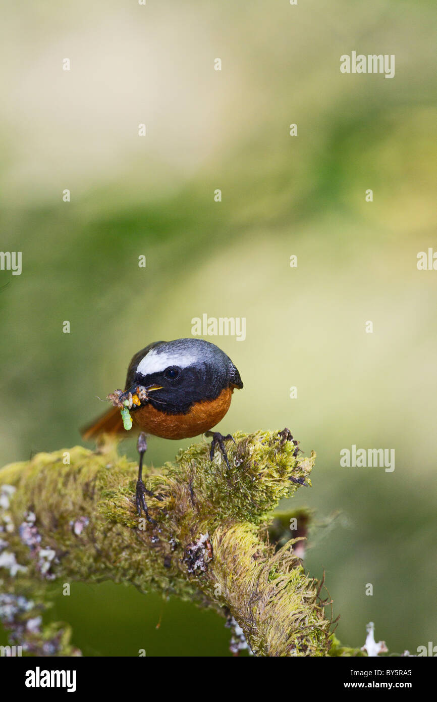 Male redstart nest hi-res stock photography and images - Alamy