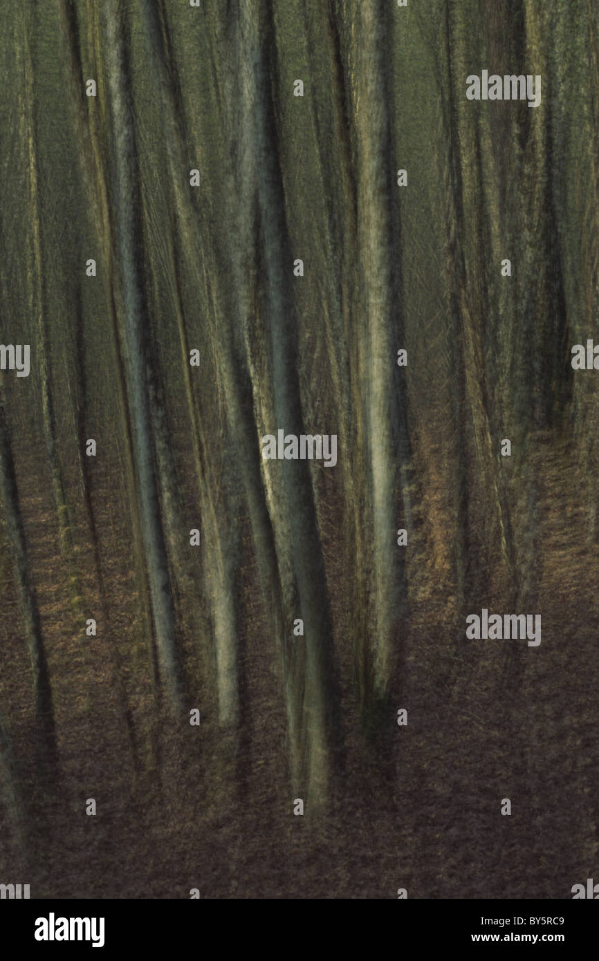 Multiple exposure of trees with vertical motion Stock Photo - Alamy