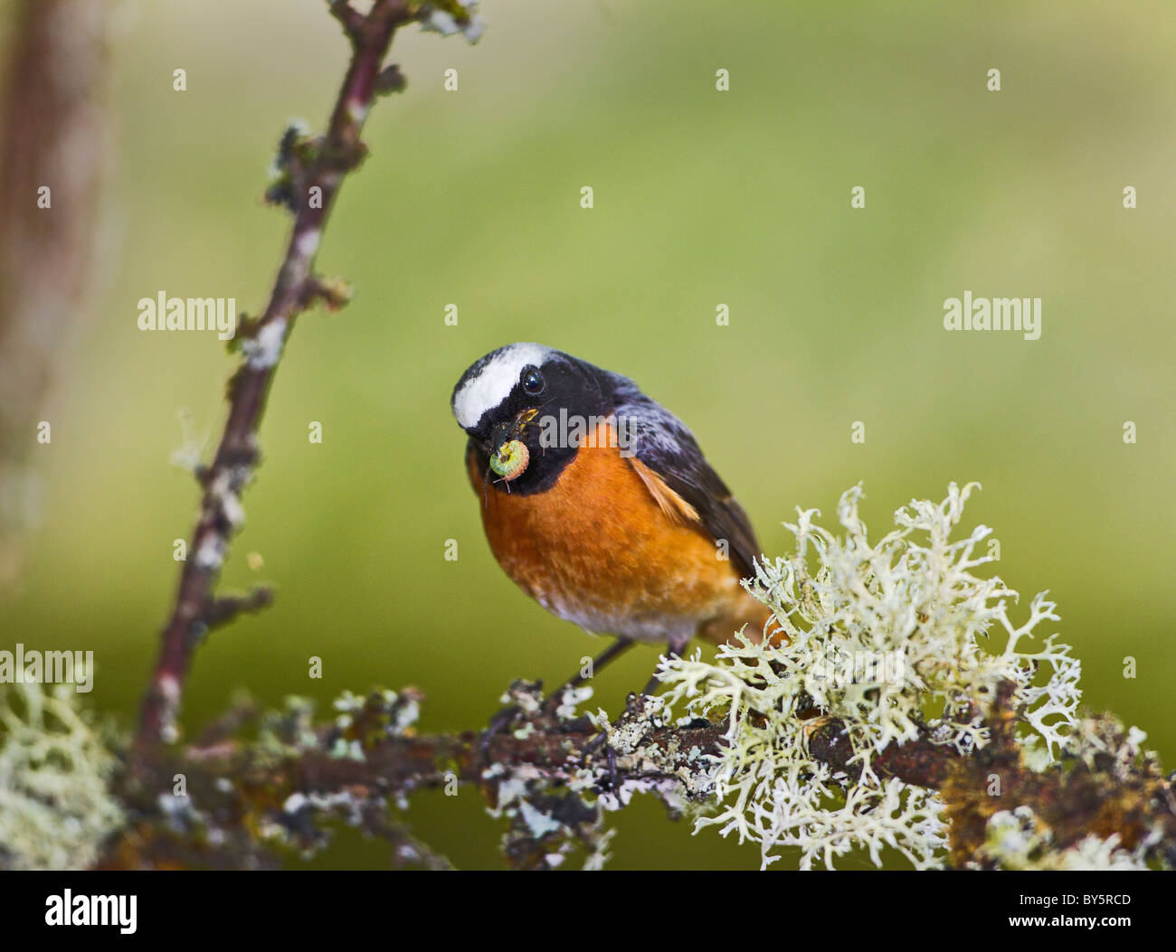 Male redstart nest hi-res stock photography and images - Alamy