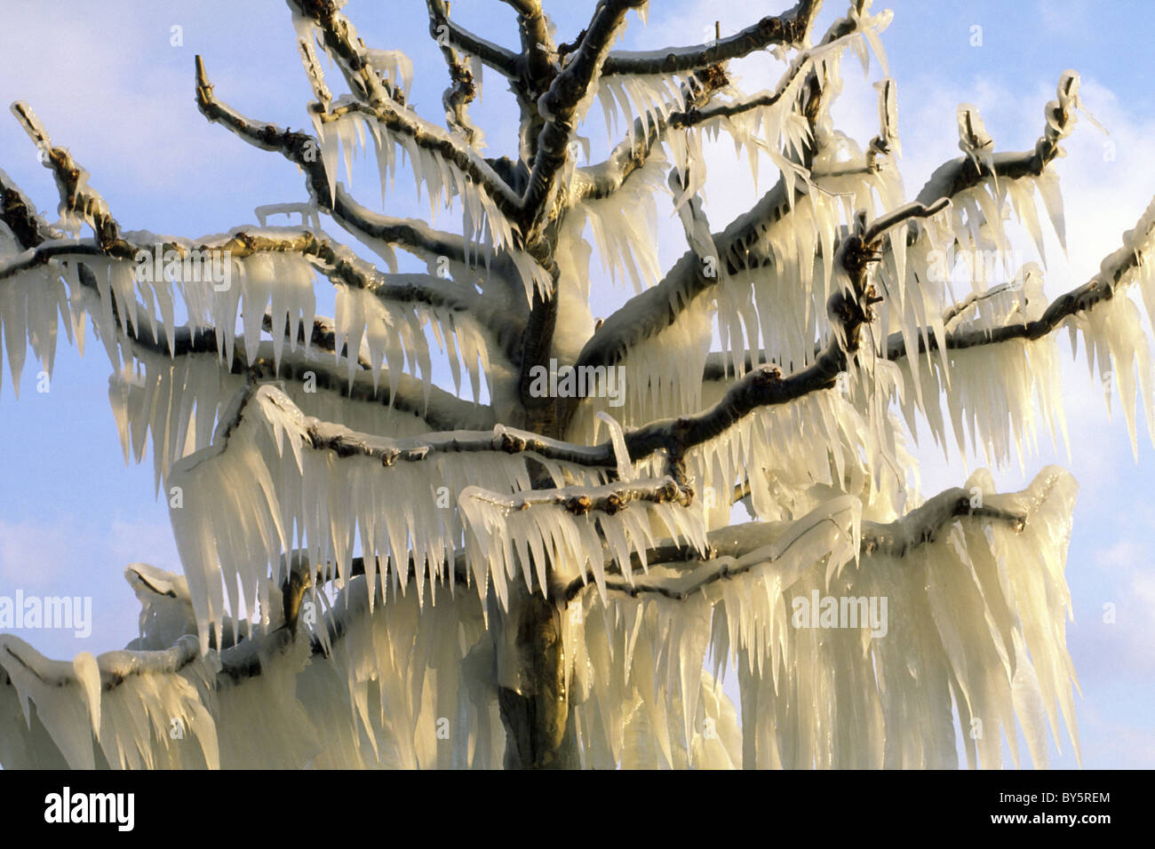 Ice covered trees on the shore of Lake Geneva, Switzerland after a ...