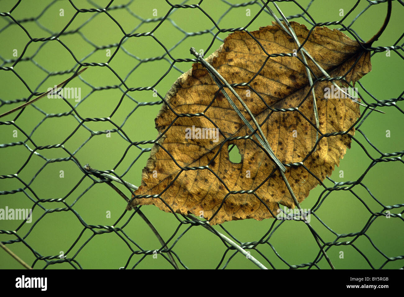 Leaf and Pine needles trapped between layers of wire mesh Stock Photo ...