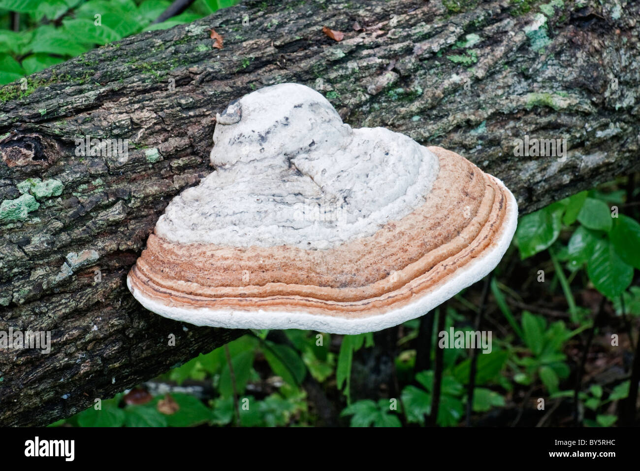 Artist's Conk fungus (Ganoderma applanatum Stock Photo - Alamy