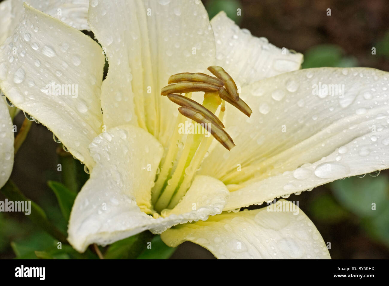 Lilium sp hi-res stock photography and images - Alamy