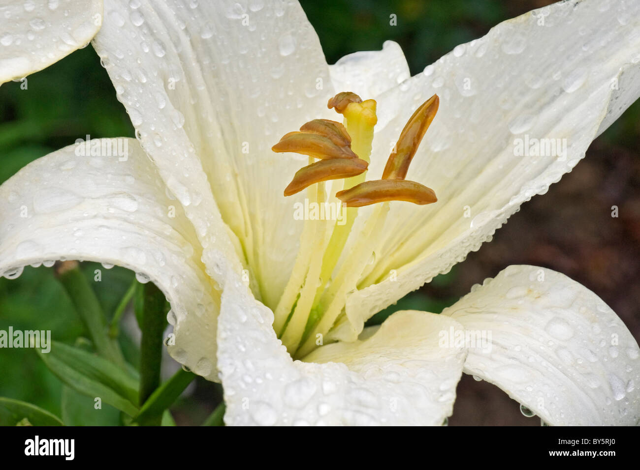 Lily lilium sp hybrid hi-res stock photography and images - Alamy