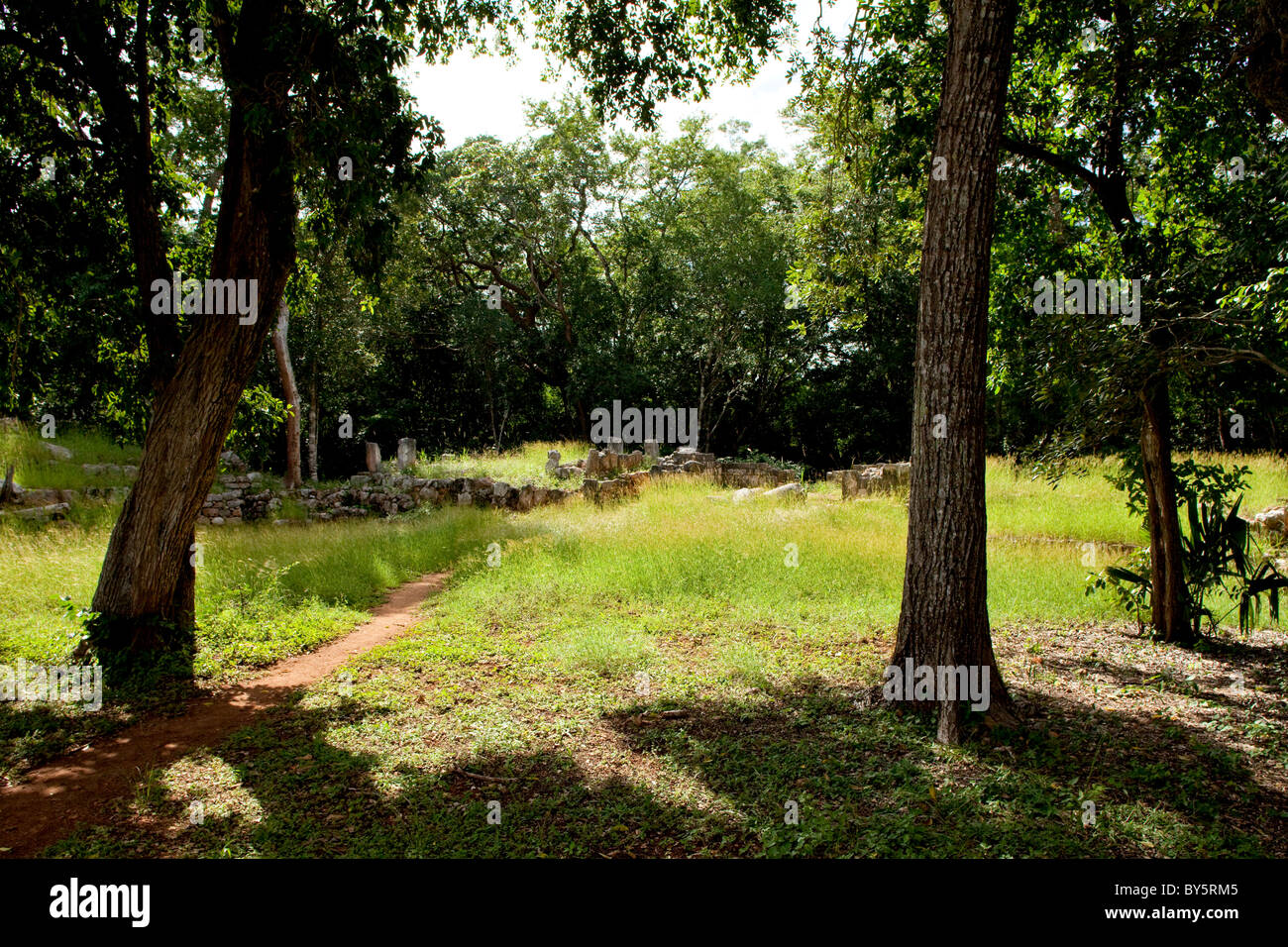 Mayan trees hi-res stock photography and images - Alamy