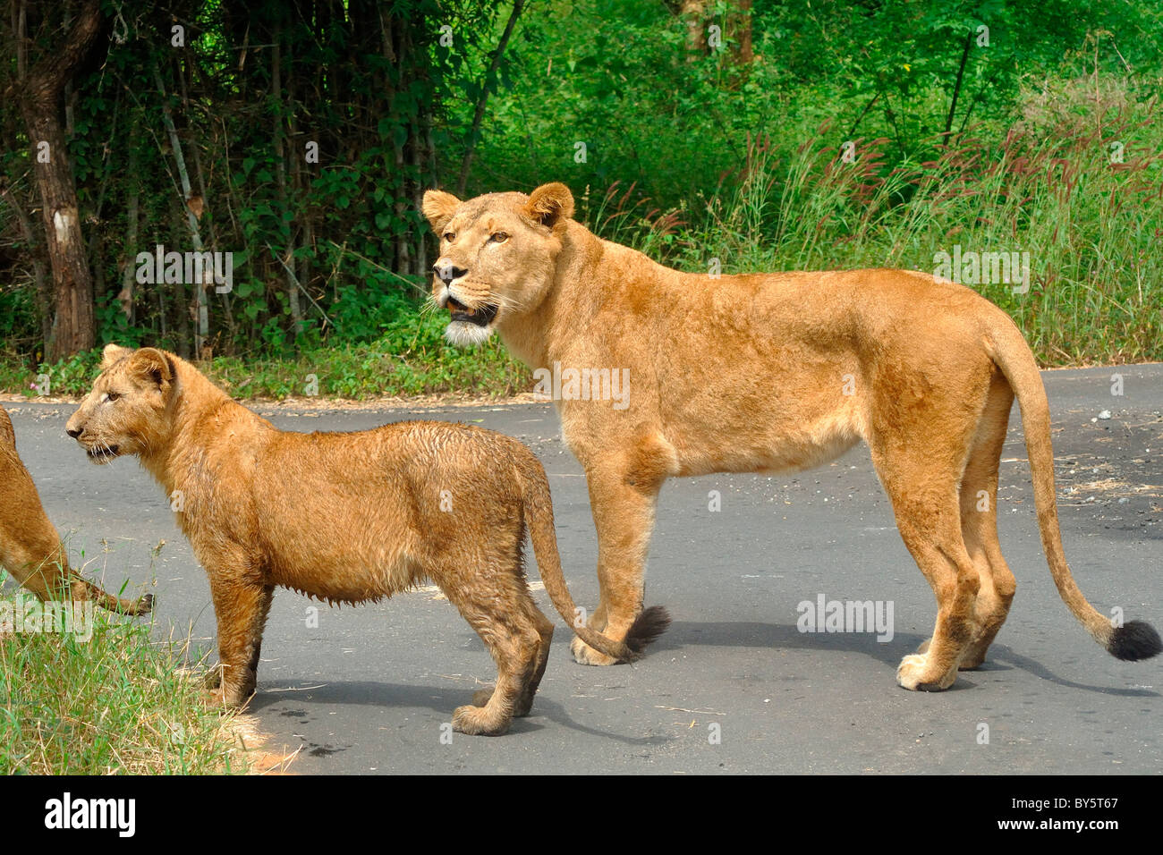 Indian Lion and Cub Stock Photo - Alamy