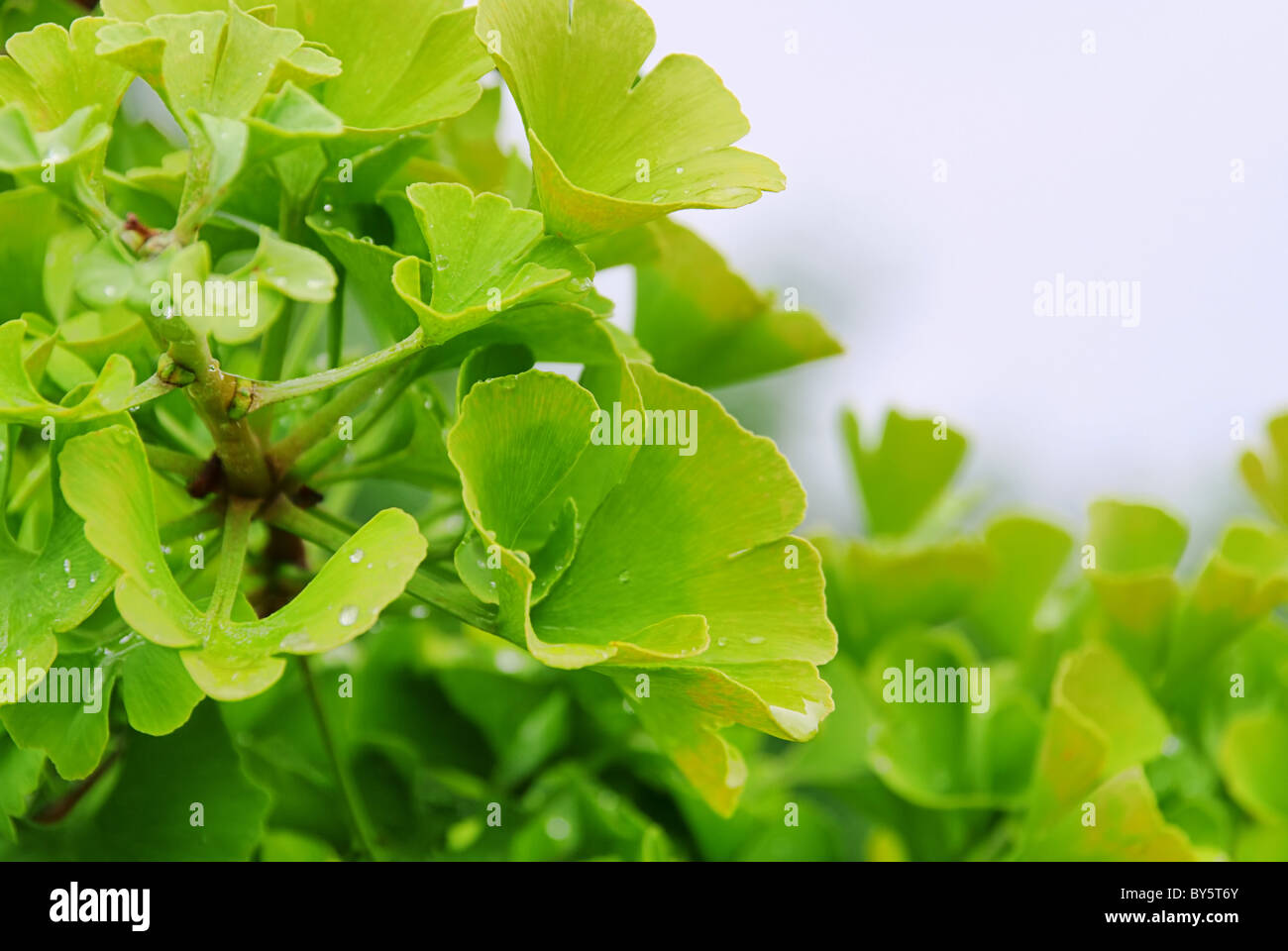 Ginkgo baum hi-res stock photography and images - Alamy