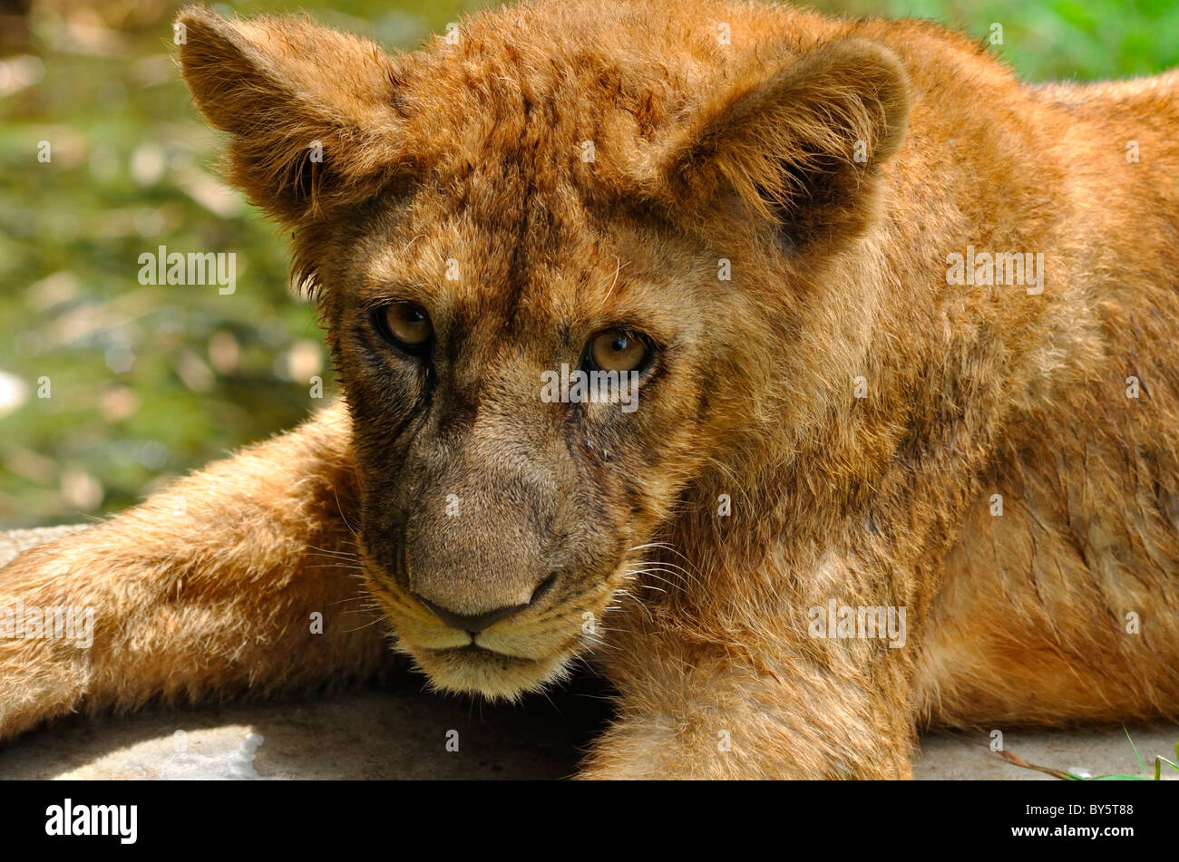 Lion Cub, Close-up Stock Photo - Alamy