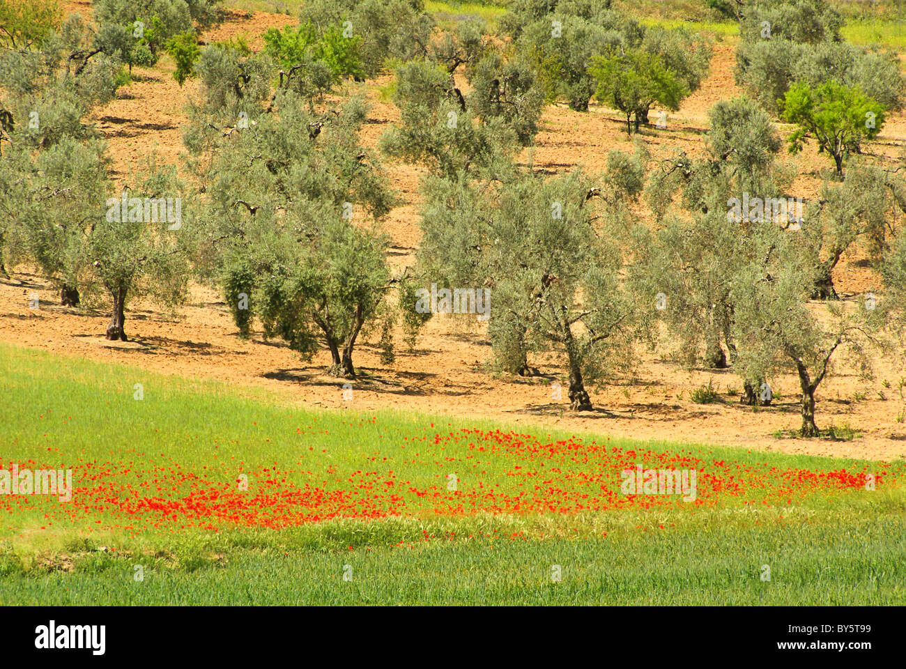 Olive tree farm hi-res stock photography and images - Alamy