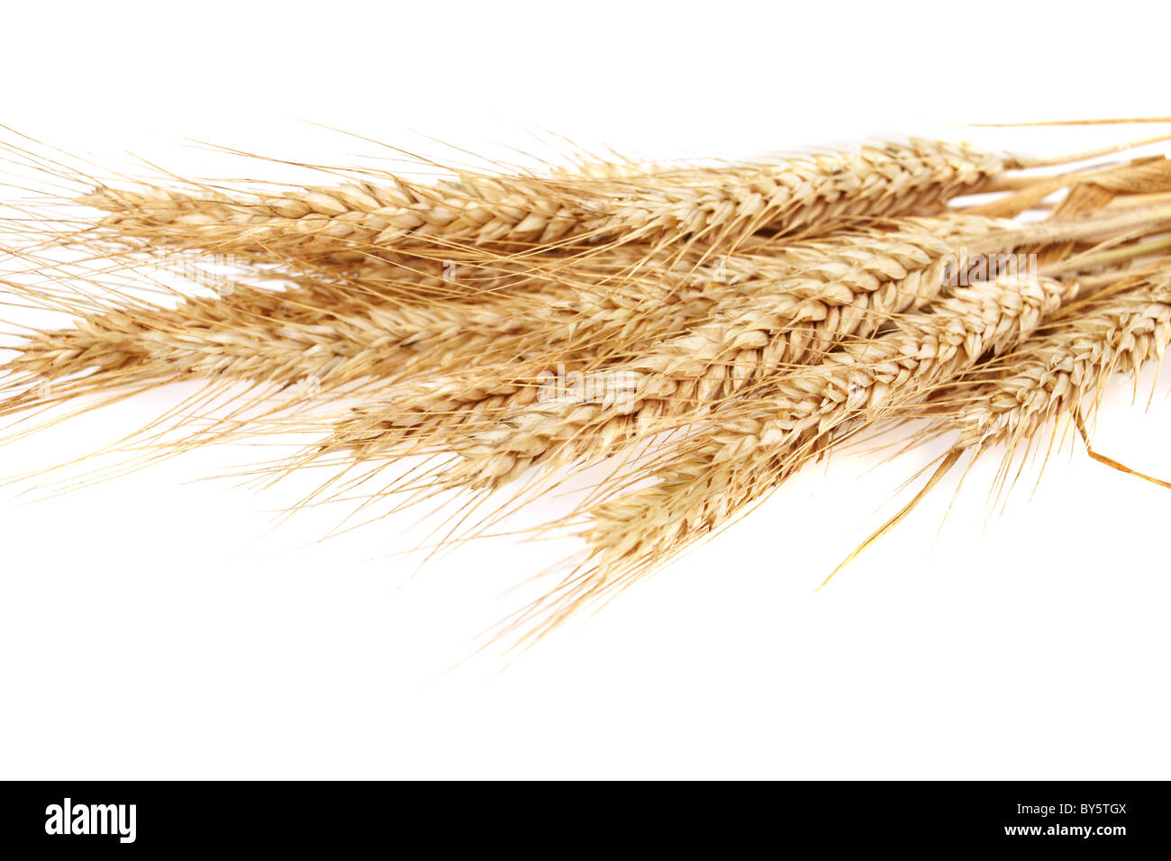 wheat isolated on white Stock Photo - Alamy
