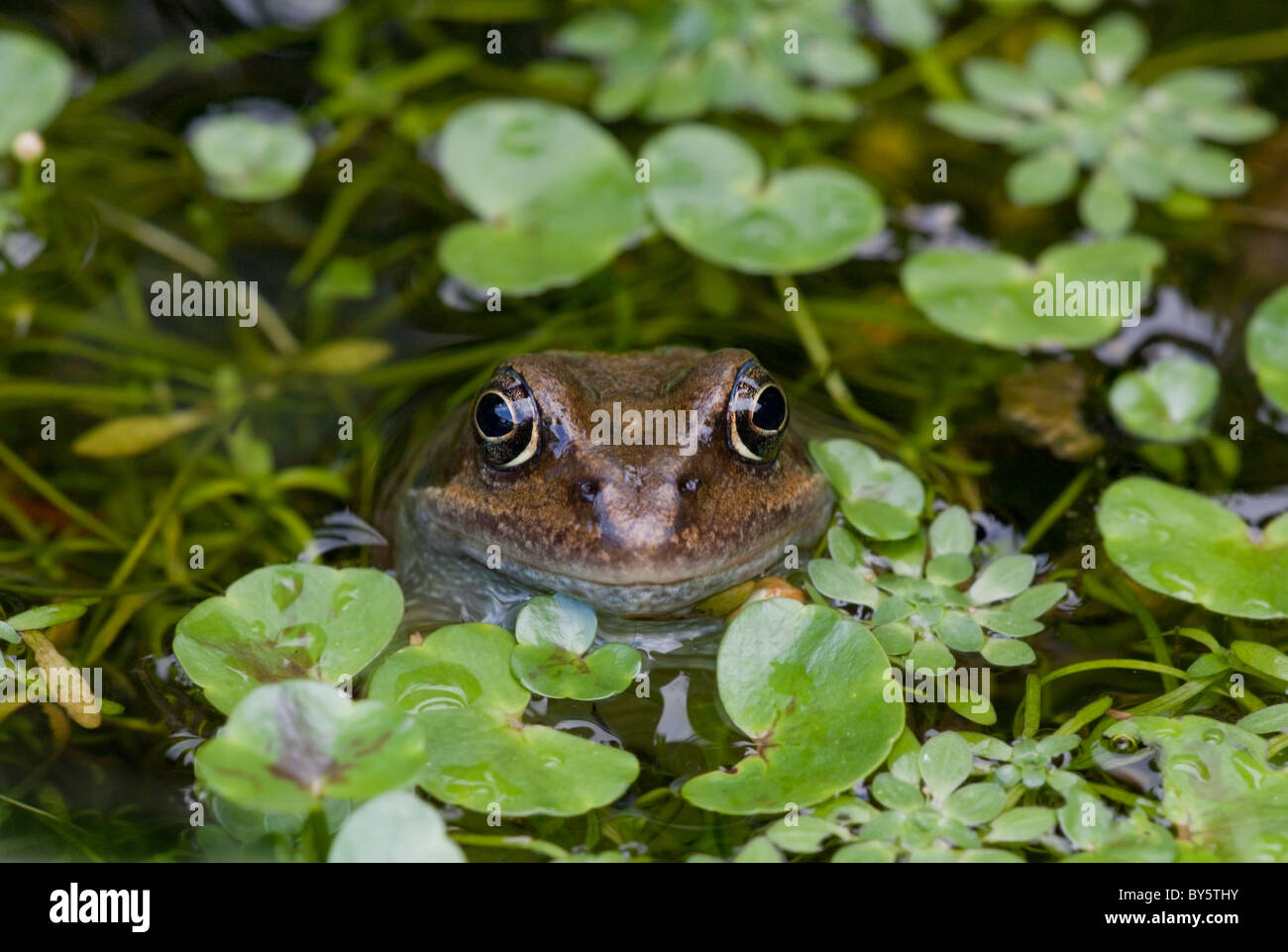 Common Frogbit High Resolution Stock Photography and Images - Alamy