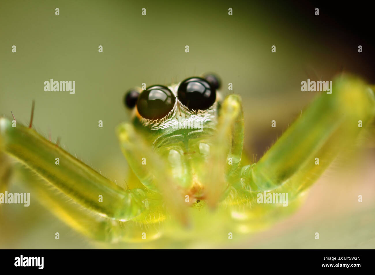 Translucent green jumping spider hi-res stock photography and images ...