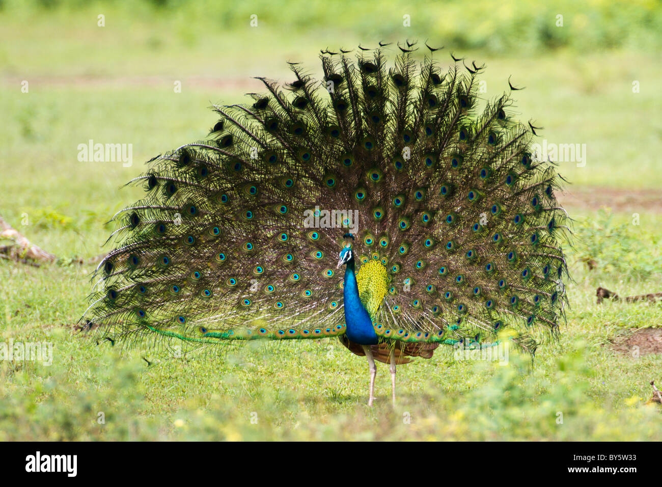 Dancing Peacock In Rainy Season