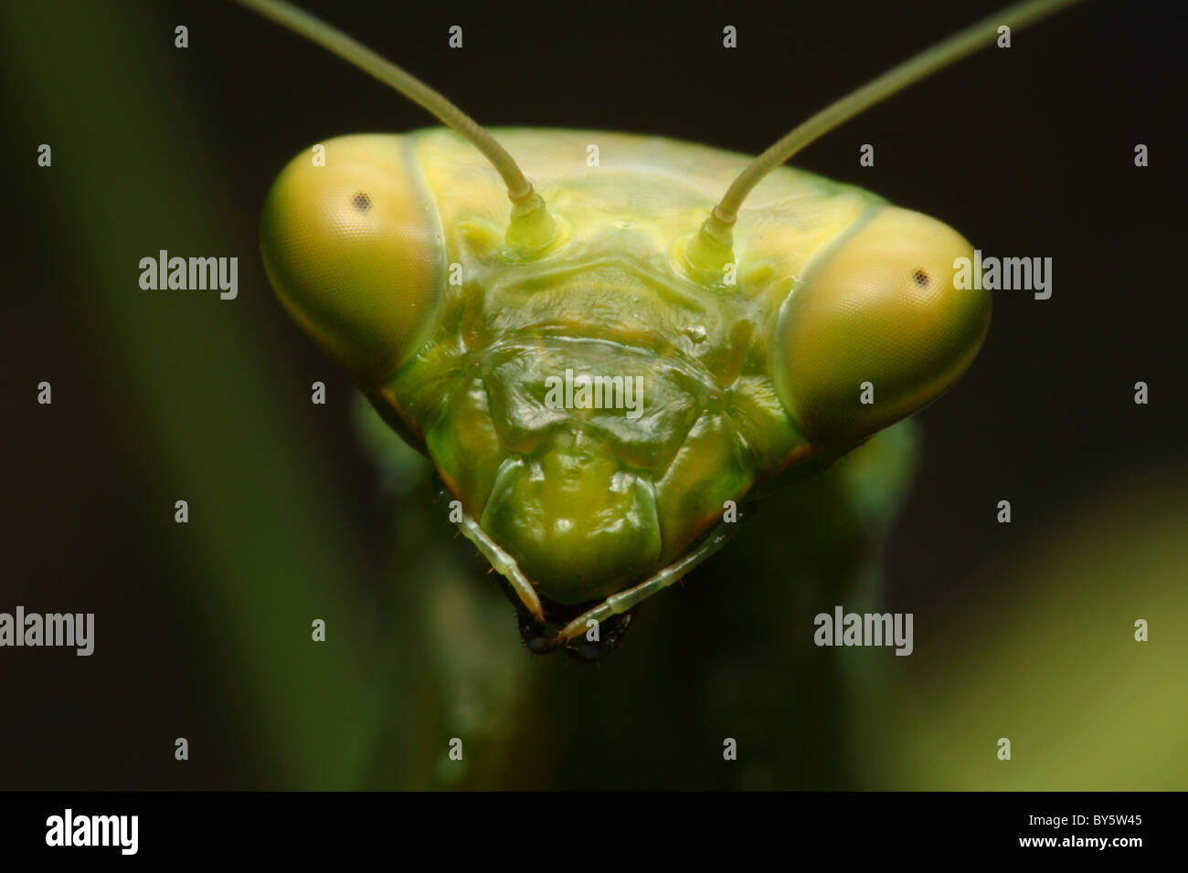 Compound Eyes High Resolution Stock Photography and Images - Alamy