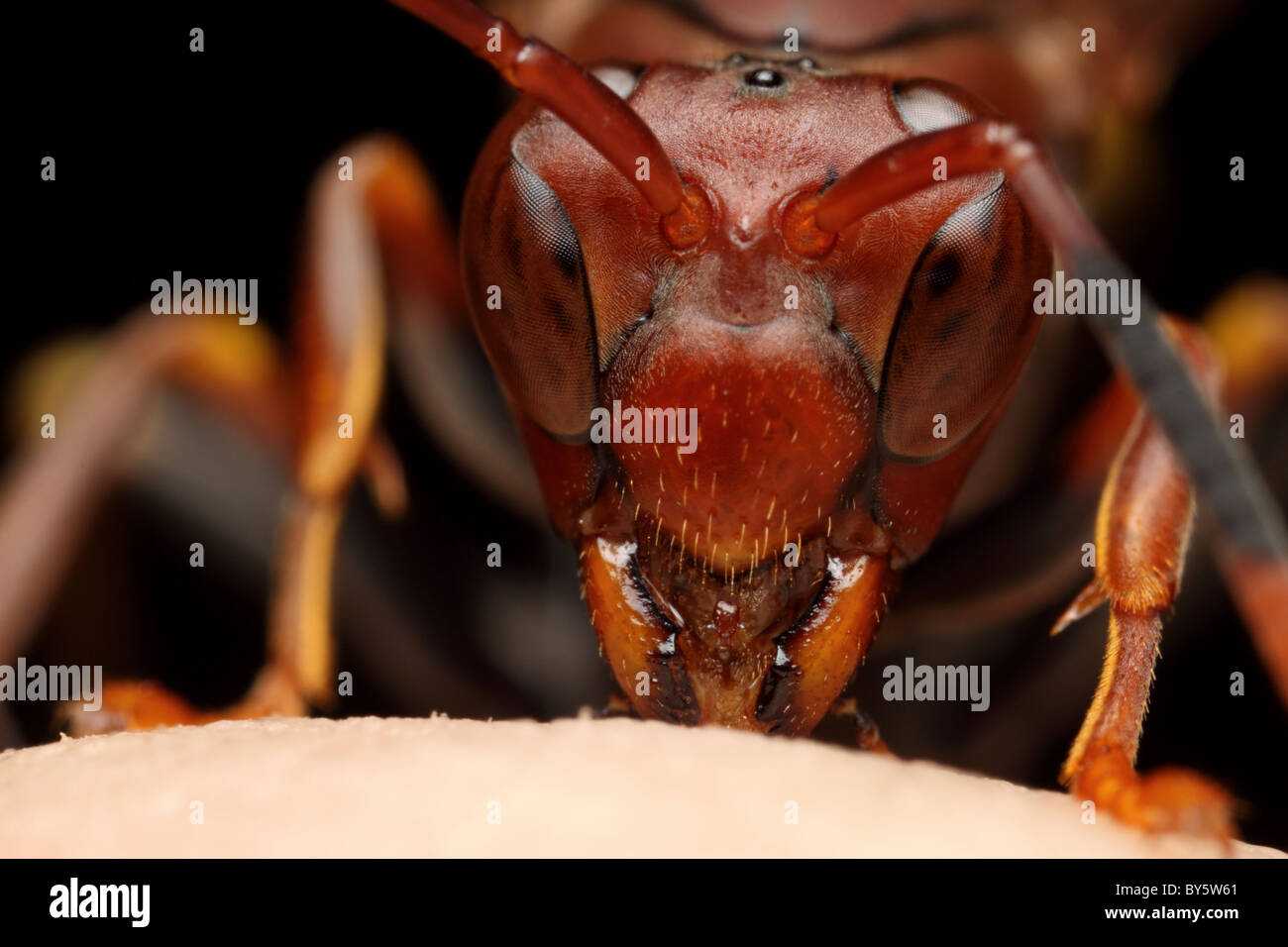 Wasp Face High Resolution Stock Photography and Images - Alamy