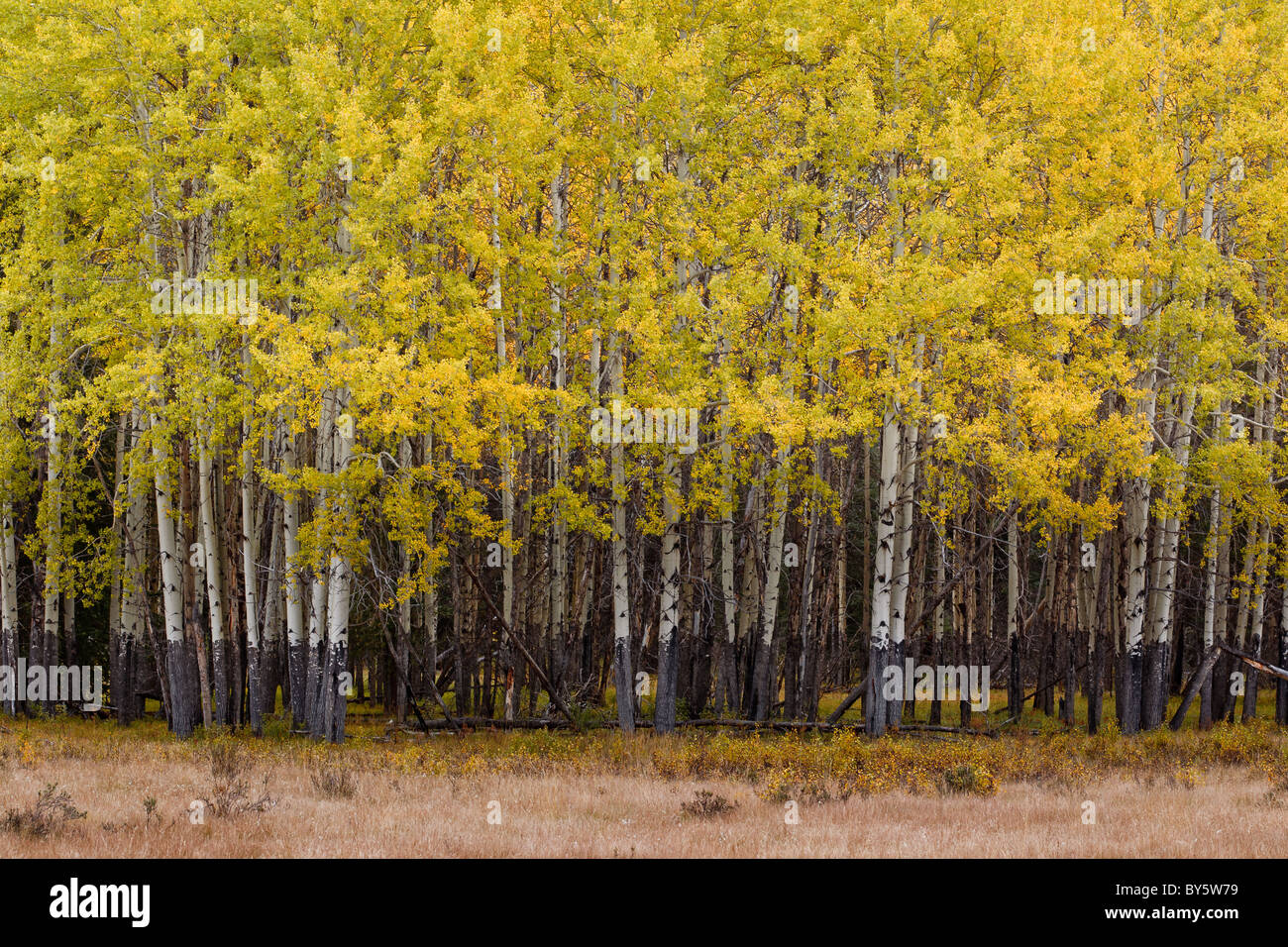 Autumn aspens (populus tremuloides) in Banff National Park, Alberta ...