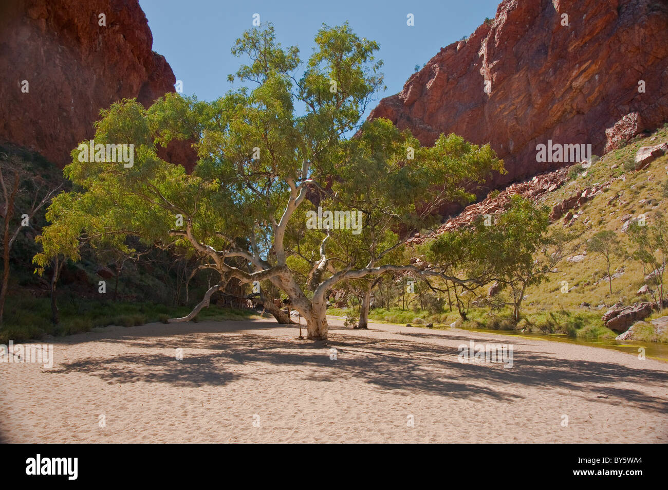 desert pond in the red center desert, northern territory australia ...